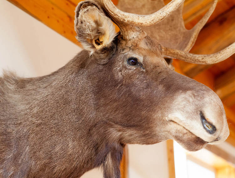 Information about Red Cariboo Resort | Anahim Lake BC » Red Cariboo Resort